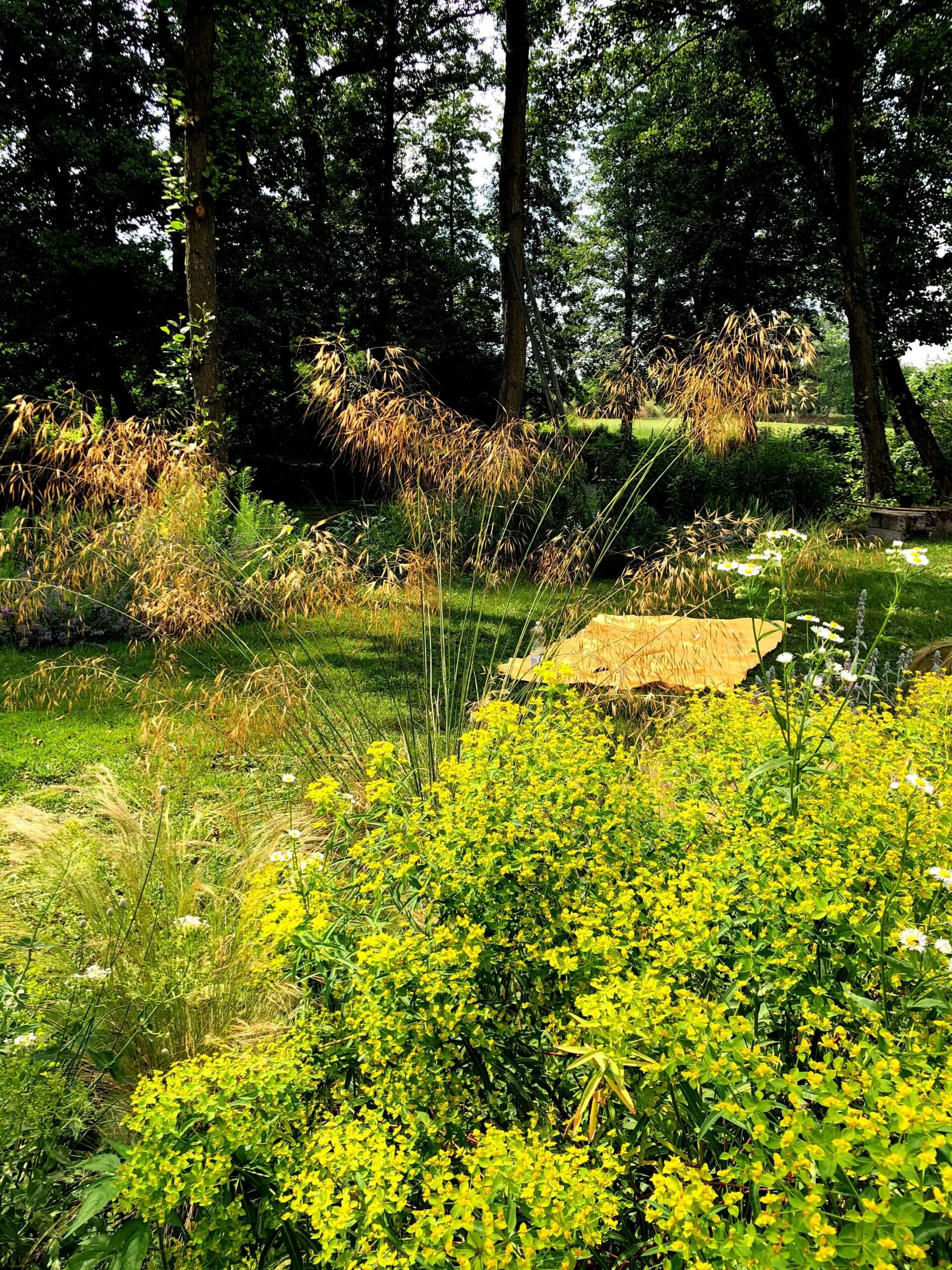 Le erbacee perenni e le graminacee ornamentali per il giardino.